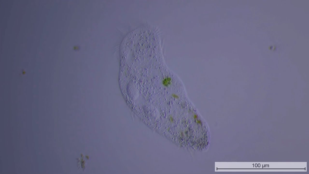 Freshwater life 040: Uroleptus - YouTube