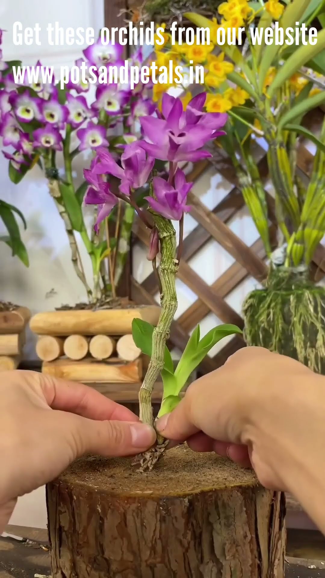 pots petals YouTube