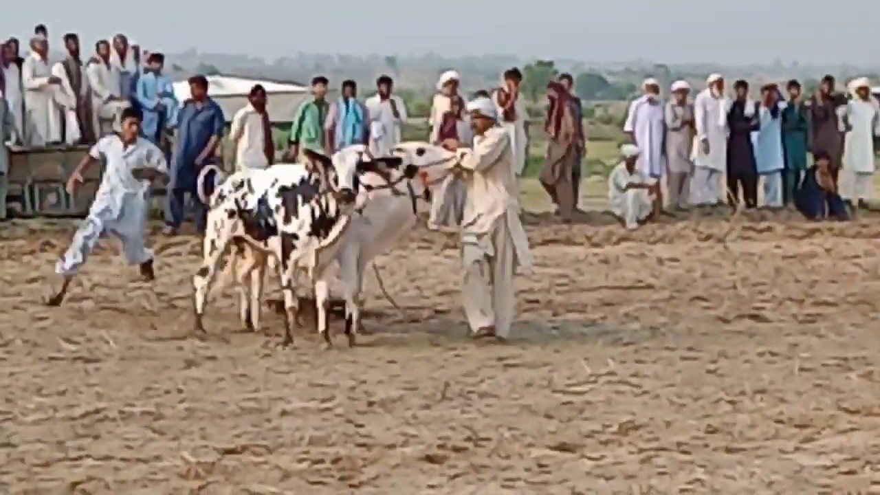 Bull Race In Pakistan 2019 | Bull Race In Punjab Pakistan Golra Attock ...