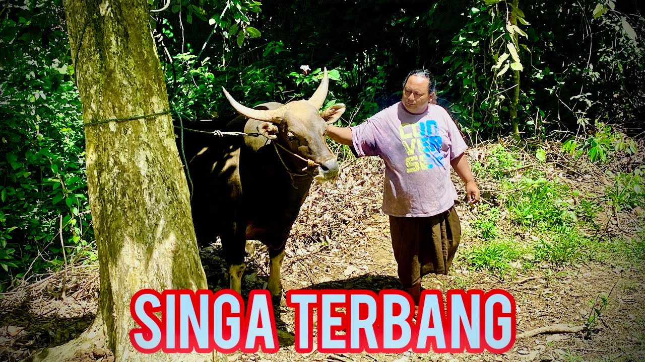Sapi aduan | SINGA TERBANG #bawean #sapi #animals - YouTube