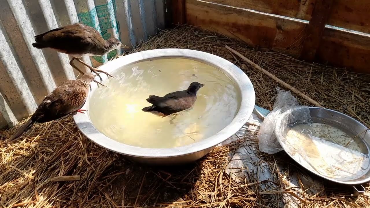 Dahuk bird shower video | Dahuk bird bathing video | Dahuk bird funny ...