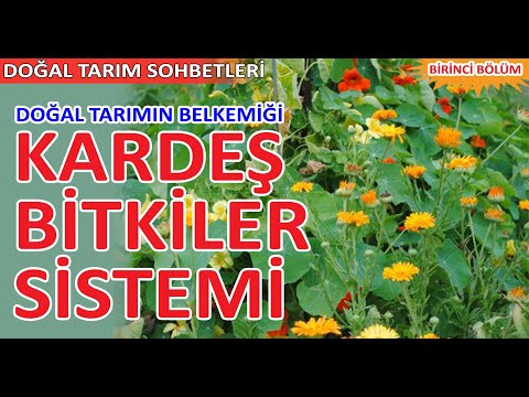 KARDEŞ BİTKİLER SİSTEMİ I DOĞAL TARIMIN BELKEMİĞİ