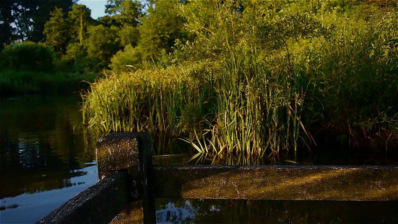 Friday Meditation - Daily guided meditation series - YouTube