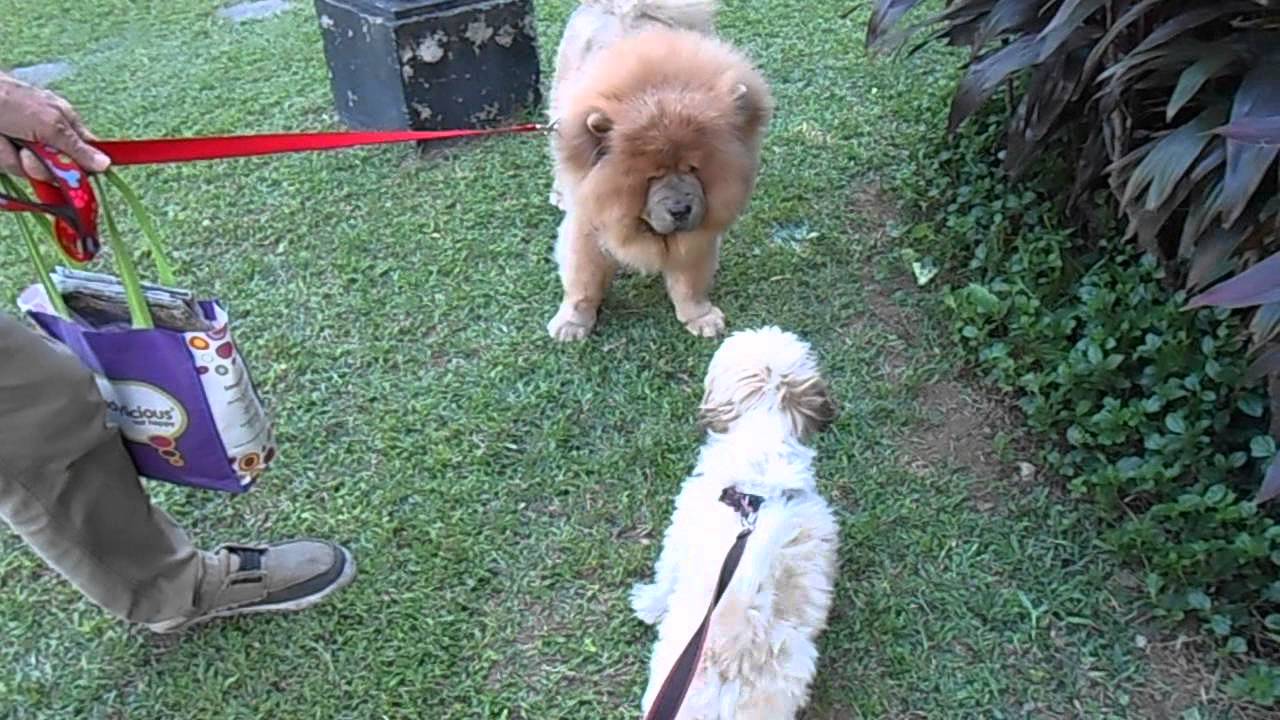 This Shih Tzu is not Scared with Chow Chow even though it's bigger than ...