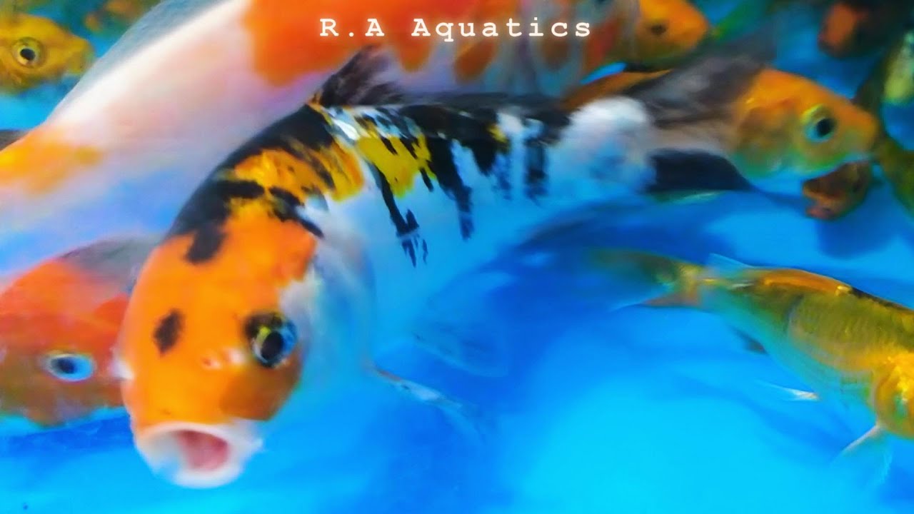 Colorful and Active Koi Fish | Koi Fish Tank | Mix Variety of Koi Fish ...
