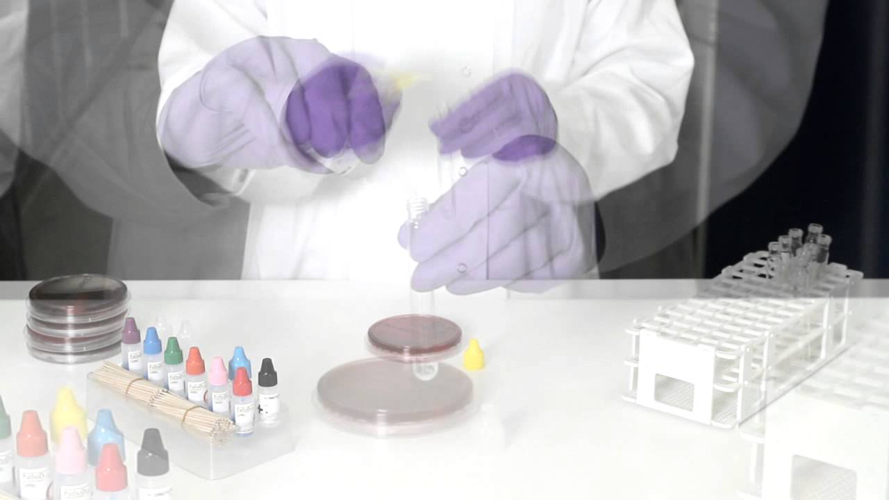 Thermo Scientific PathoDxtra Strep Grouping Kit - YouTube