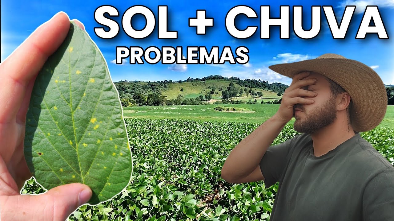 Pontuações nas folhas da Soja Zeus (Míldio) - YouTube