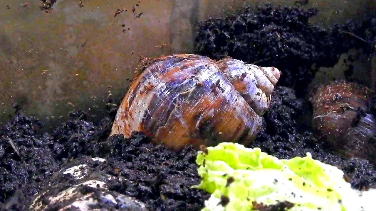 Giant Madagascar land snail - YouTube