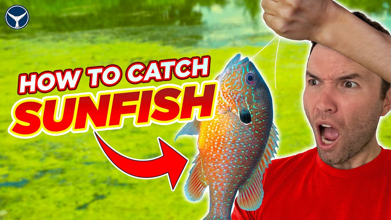 How to Catch Sunfish in Under 2 Minutes - YouTube