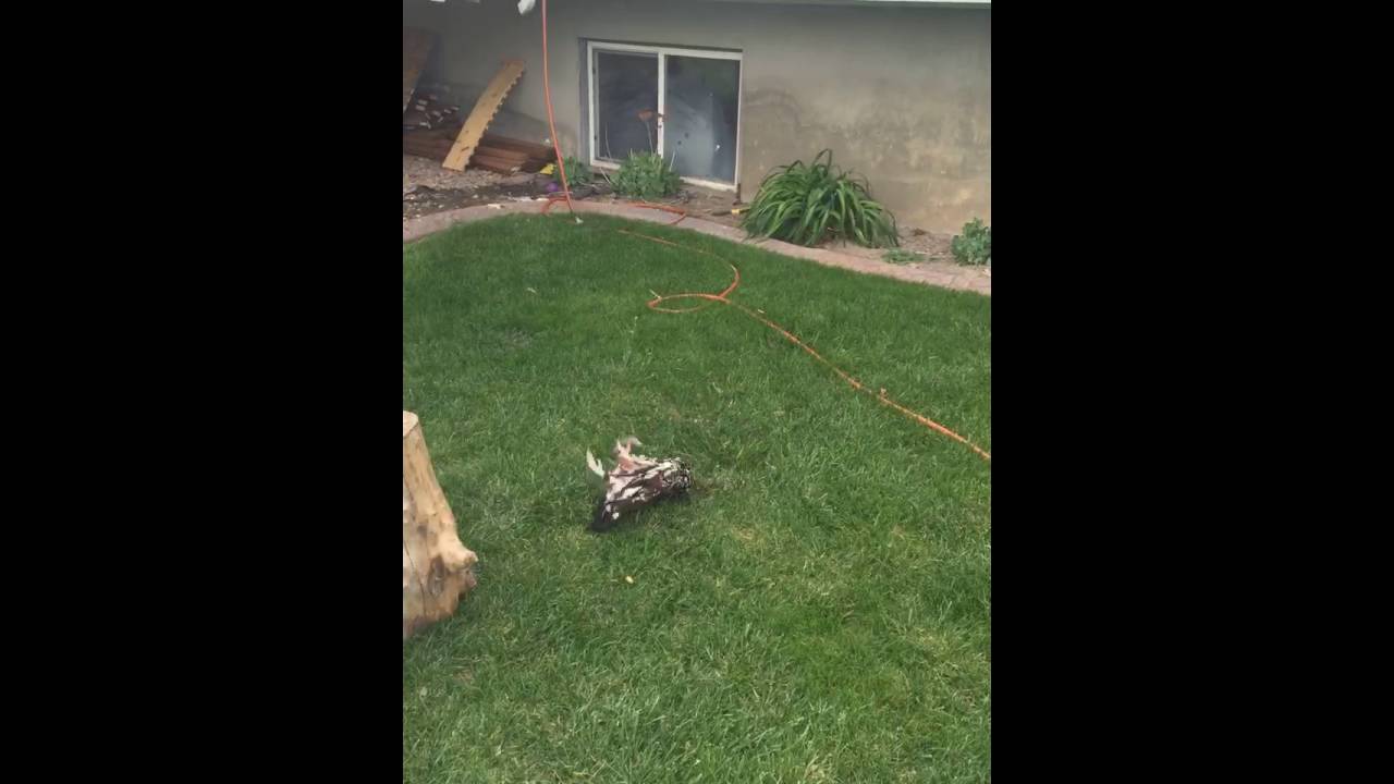 Roosters head getting cut off - YouTube