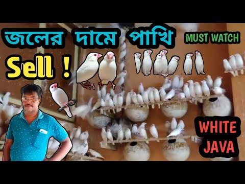 Java Sparrow Breeding Progress | White Java Sparrow Selling Video | @AB Birds and Dog lovers ...
