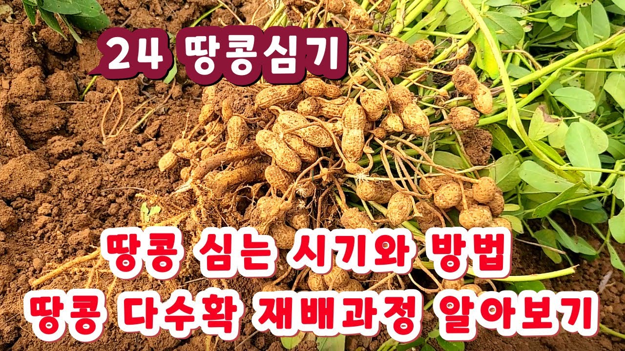 24년 직파로 땅콩 심기 땅콩 다수확 밭만들기부터 수확까지 땅콩심는 시기와 방법 재배과정 알아보기 Youtube