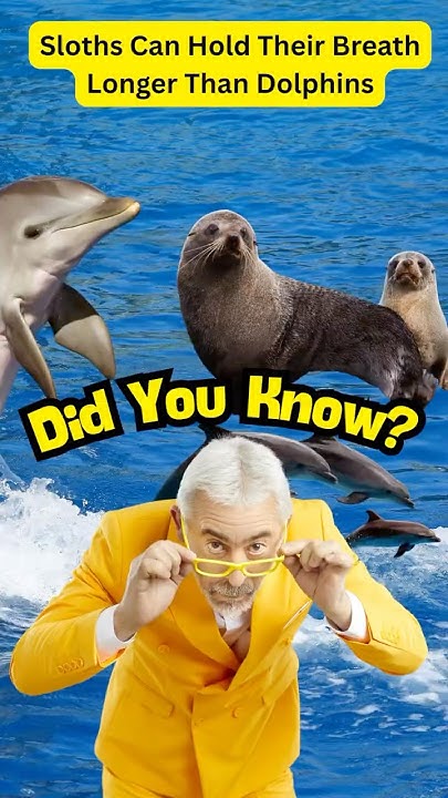 Sloths Can Hold Their Breath Longer Than Dolphins #facts #didyouknow # ...