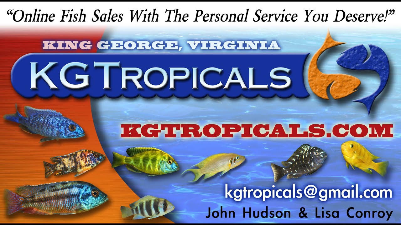 KGTropicals Intro video - YouTube