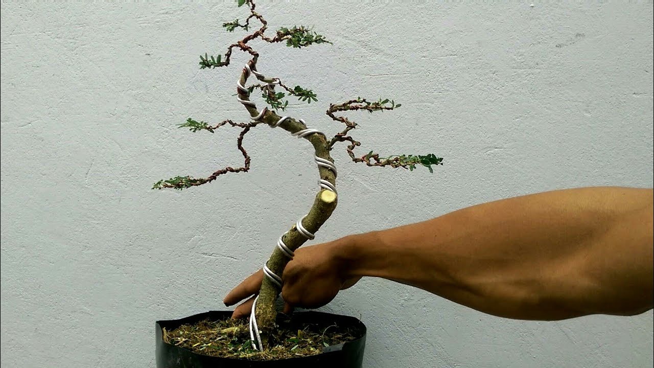 Tổng Hợp Với Hơn 83 Cách Tạo Dáng Bonsai Mini Mới Nhất Co Created English