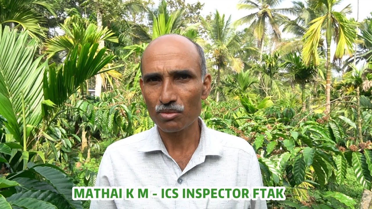 കാപ്പി പ്രൂൺ ചെയ്യുമ്പോൾ ശ്രദ്ധിക്കേണ്ട കാര്യങ്ങൾ - Coffee pruning ...