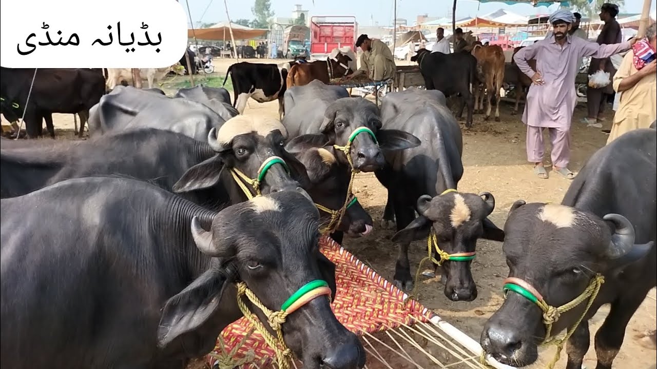 low price wale kattay for sale || katta farming || katta wacha farming ...