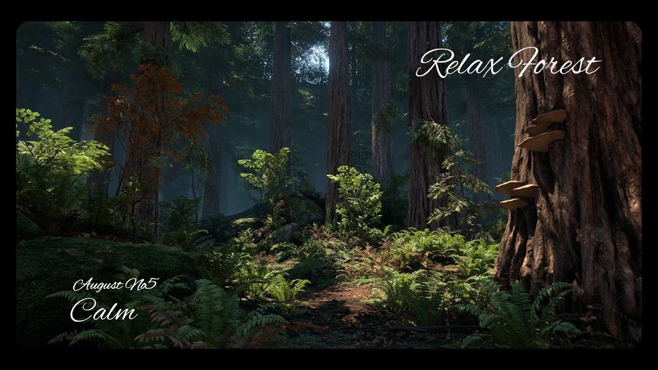 Calm 🌳 Relax Forest | Relaxing Music - YouTube