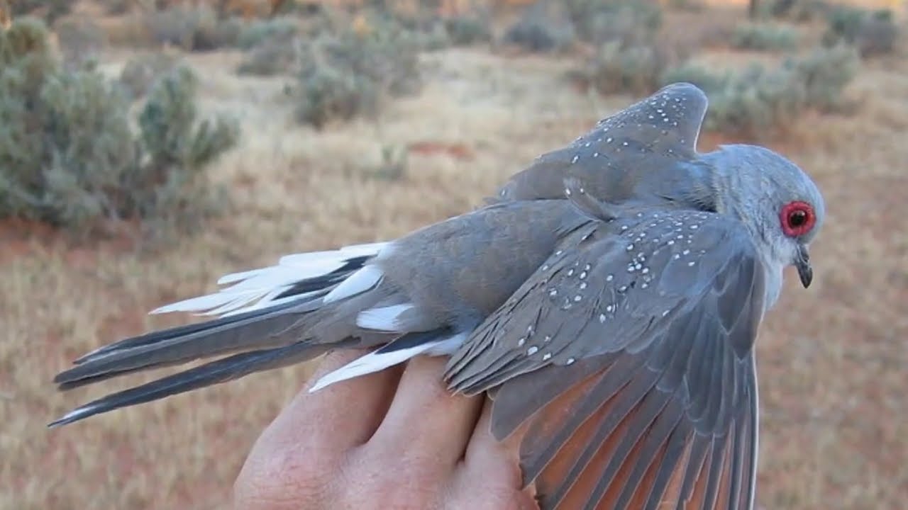 Diamond dove||Information|| Pet Birds - YouTube