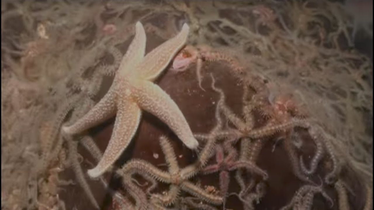 Big starfish strong-arms little ones out of the way - YouTube