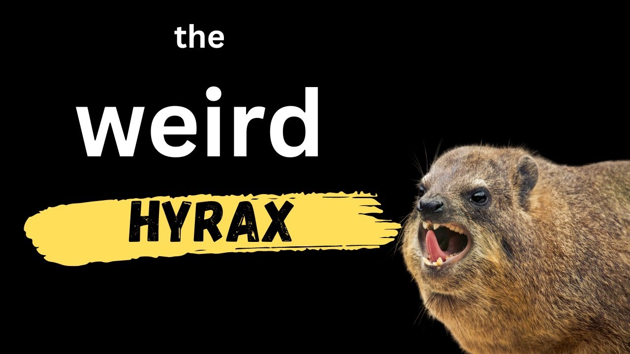 the weird hyrax - YouTube