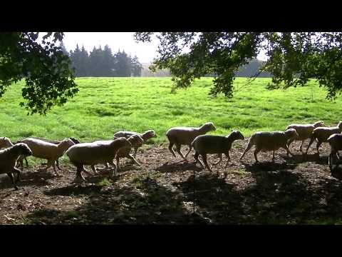 Herd of sheep on the Beaumont-Hamel Battlefield running to get food. Funny