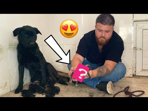 Zara Doğum Yaptı Bir Sürü Yavrumuz Oldu Anneliğine Çok Şaşırdım !