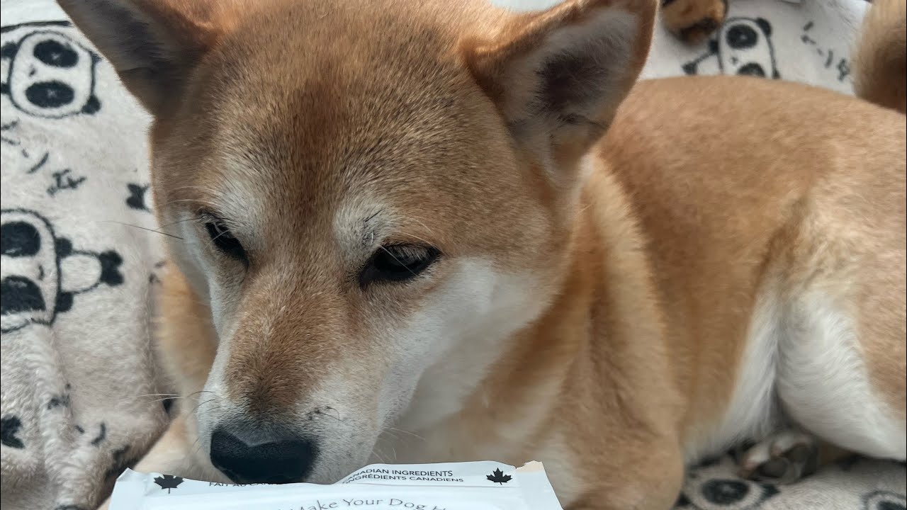 Just a Shiba trying out new snacks - YouTube