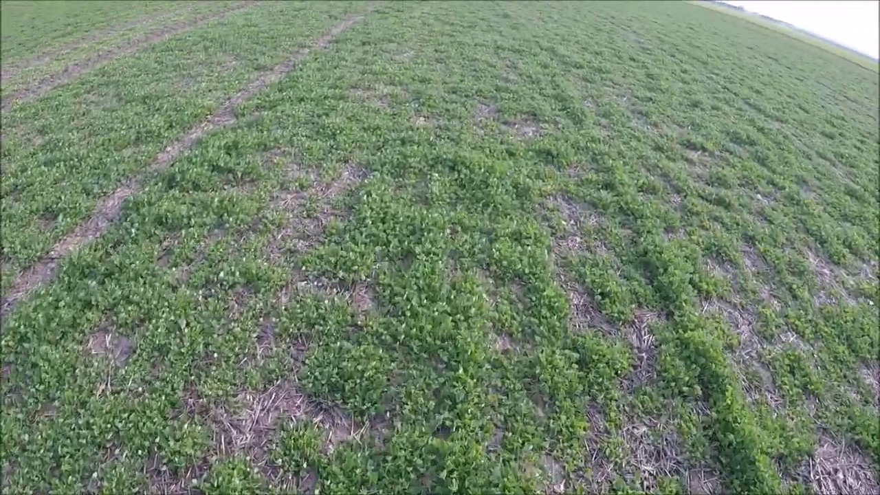 Trèfle Incarnat de semence - YouTube