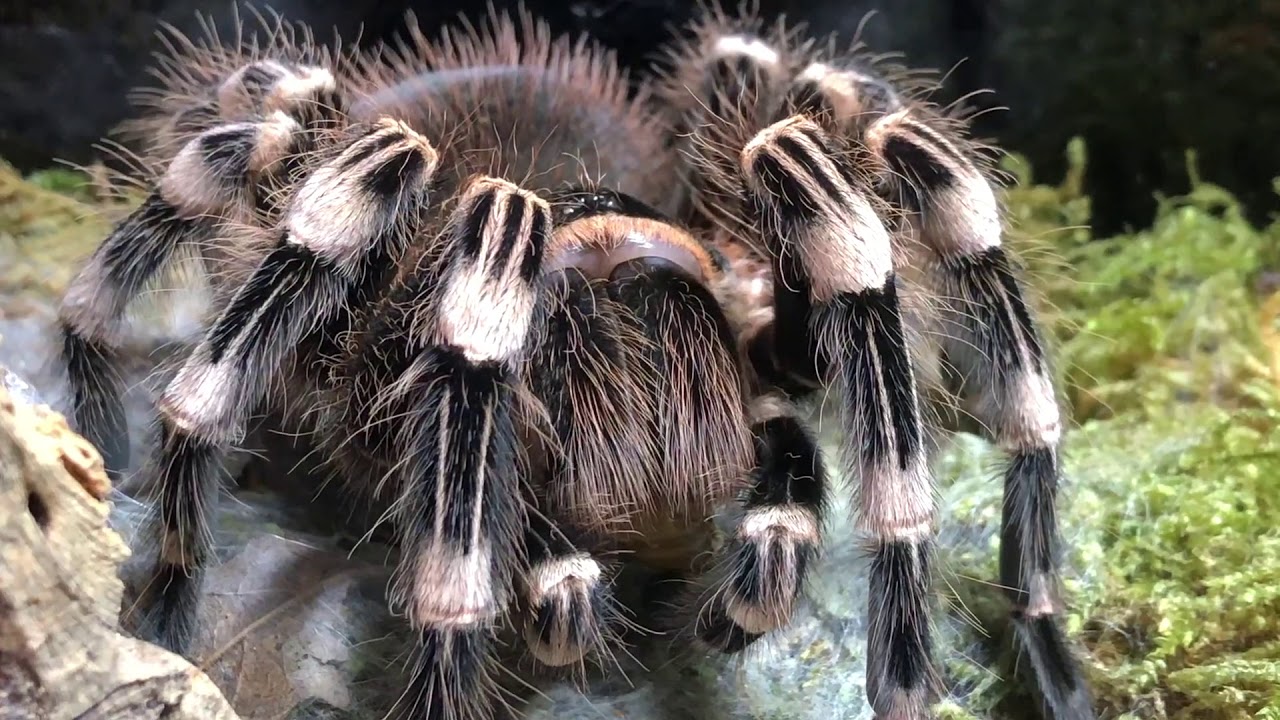 Female White Knee - YouTube