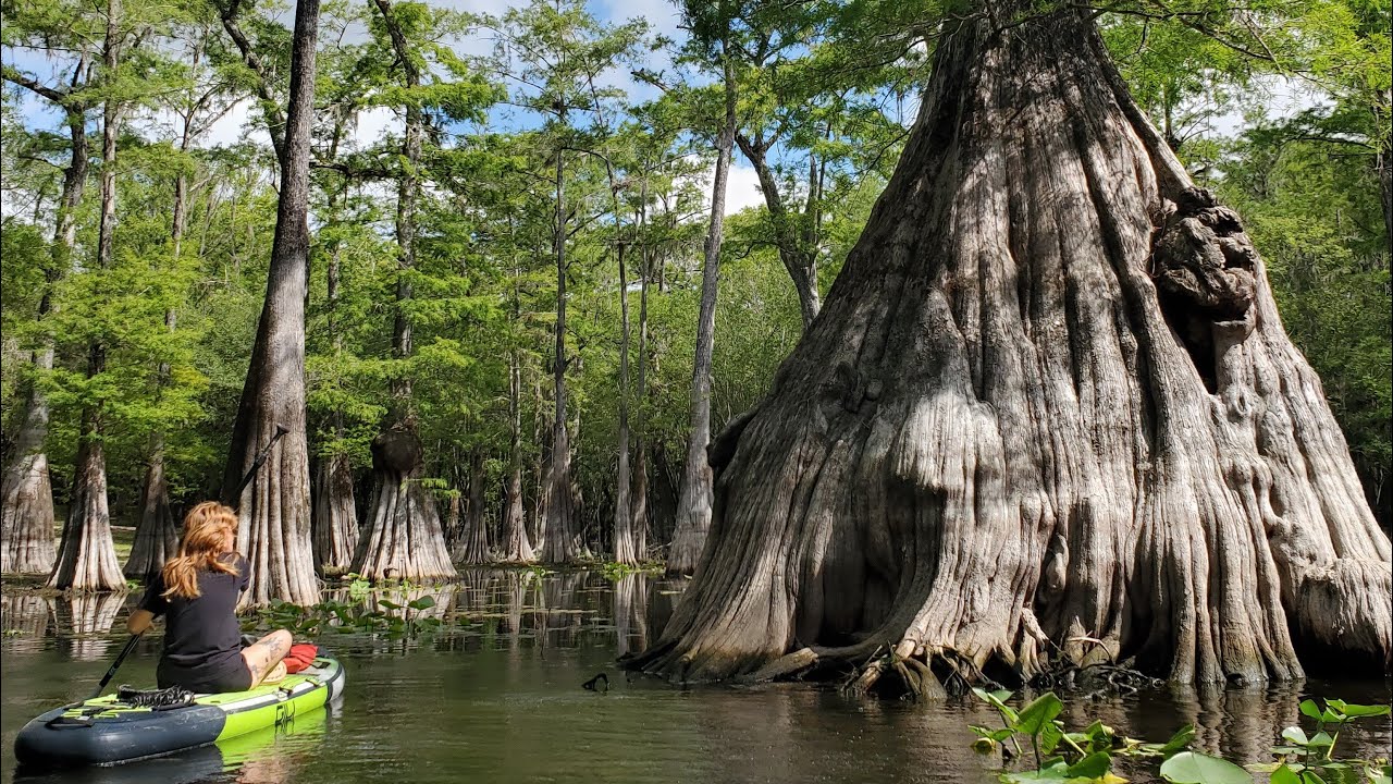Exploring Large Cypress Trees - YouTube