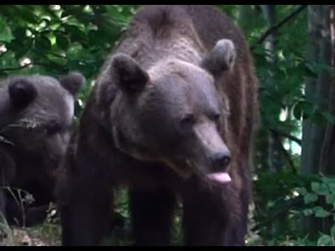 The Brown Bear Attack On March, 21st, 2025 A Man, An Axe and An Angry ...