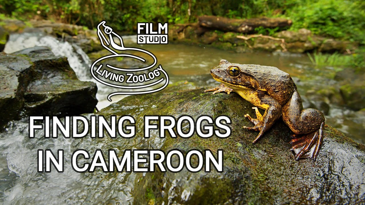 Finding Frogs in Cameroon (wildlife documentary by Living Zoology ...