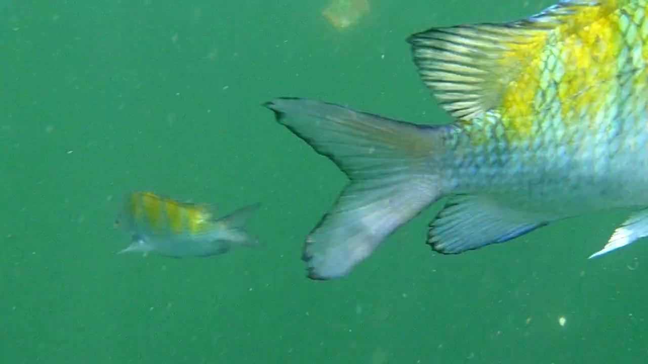 Tortuga Fish - YouTube