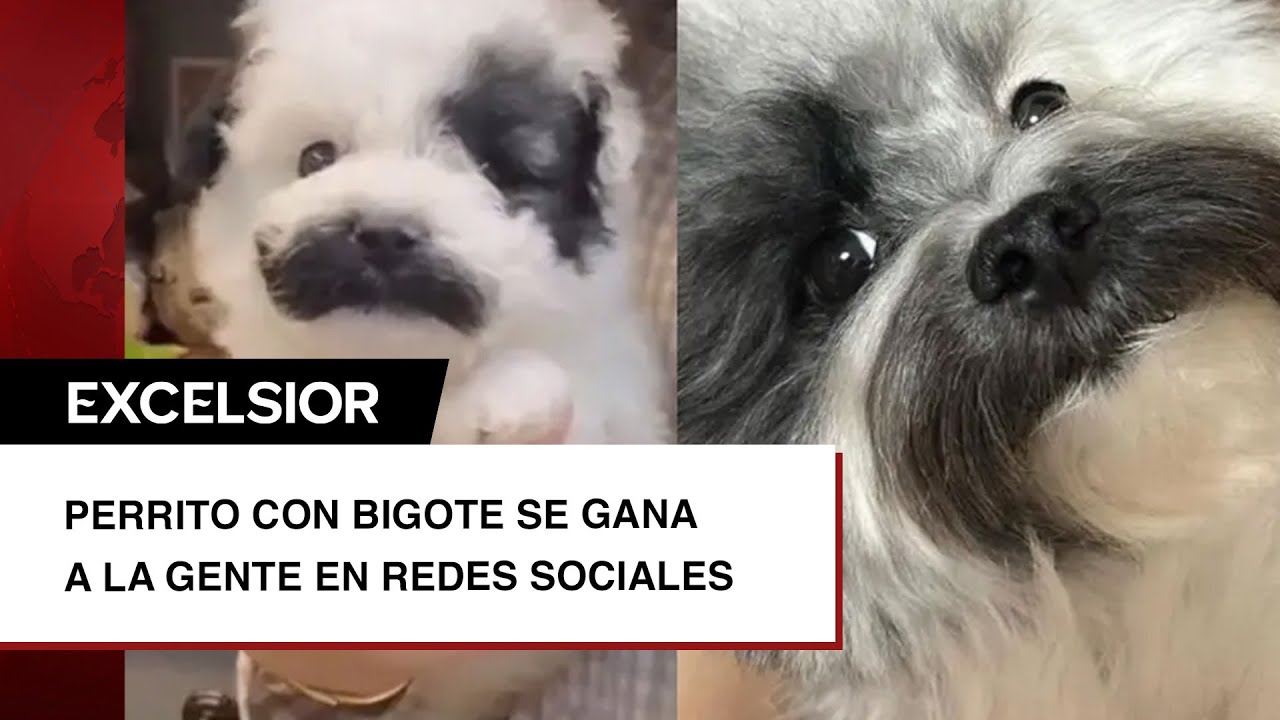 Perrito con bigote causa sensación en redes; esta es su historia - YouTube
