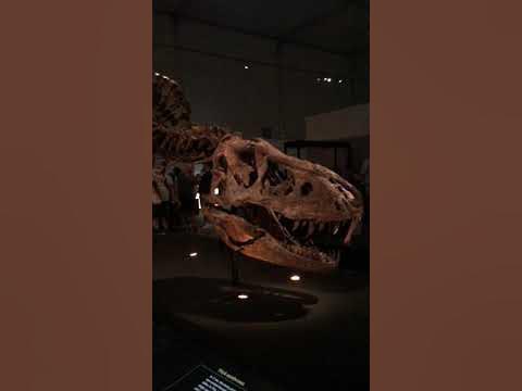 Trix the T. rex 3rd most complete T. rex skeleton in the world - YouTube