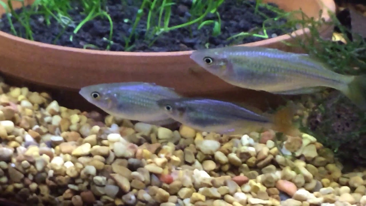 Australian rainbow fish have spot on bottom lip - YouTube
