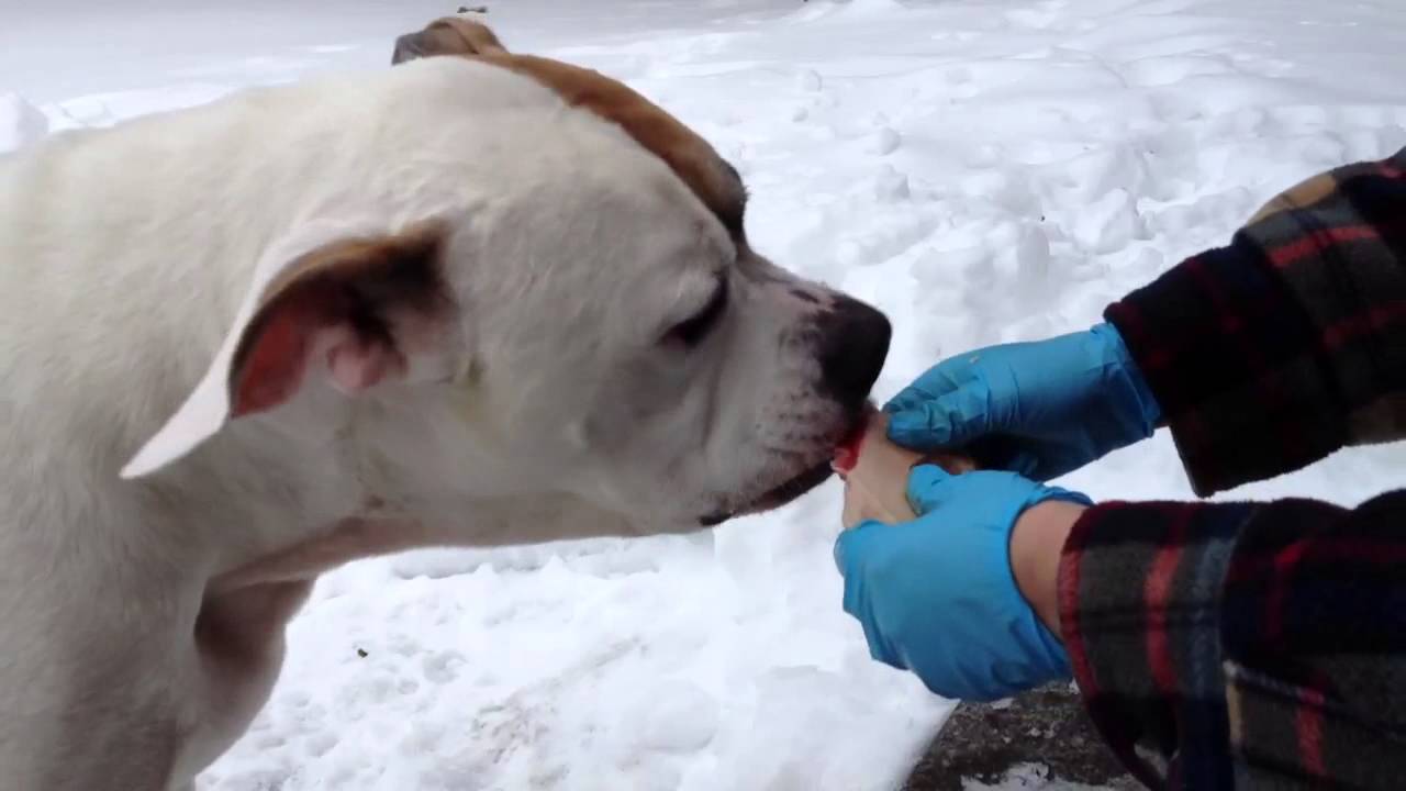 Ryker with his raw beef shank - YouTube