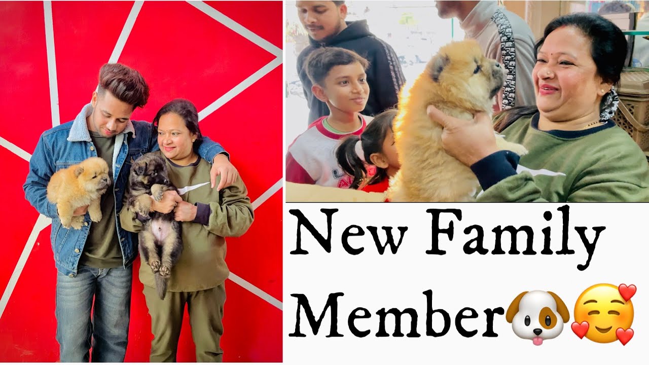 Meet My New Family Members || Chow Chow Dog🐶🥰 - YouTube