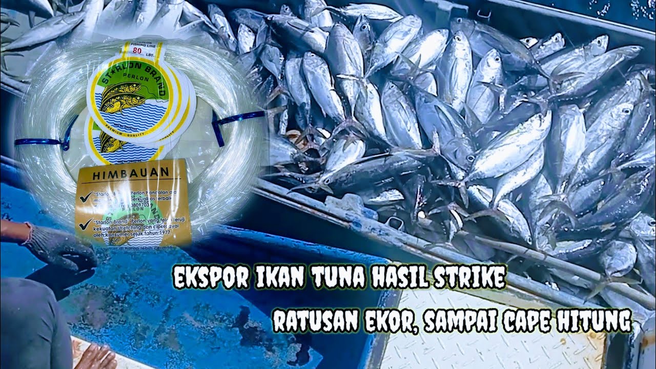 SAMBARAN IKAN TUNA SANGAT MEREPOTKAN & SPIL HASIL MANCING - YouTube