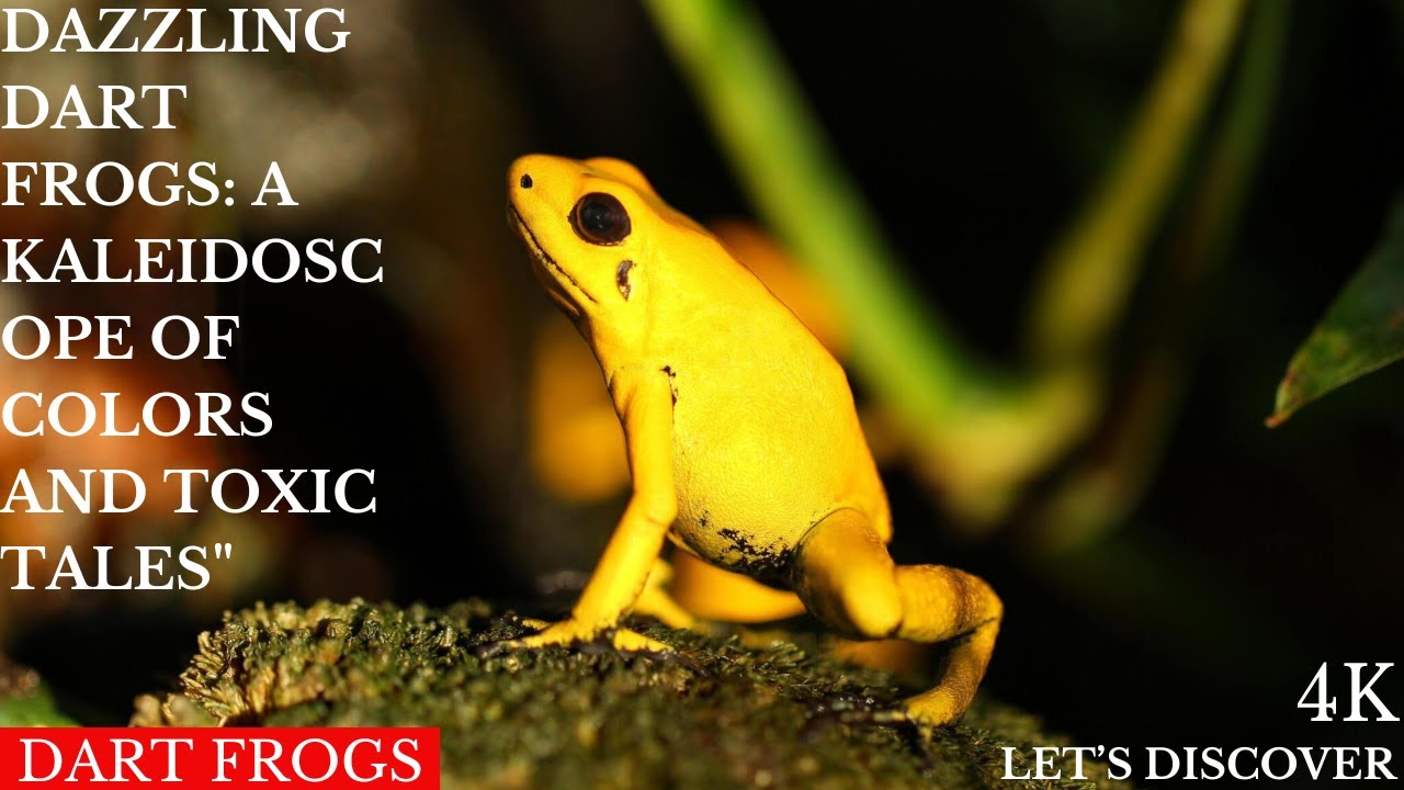 "Dazzling Dart Frogs: A Kaleidoscope of Colors and Toxic Tales" - YouTube
