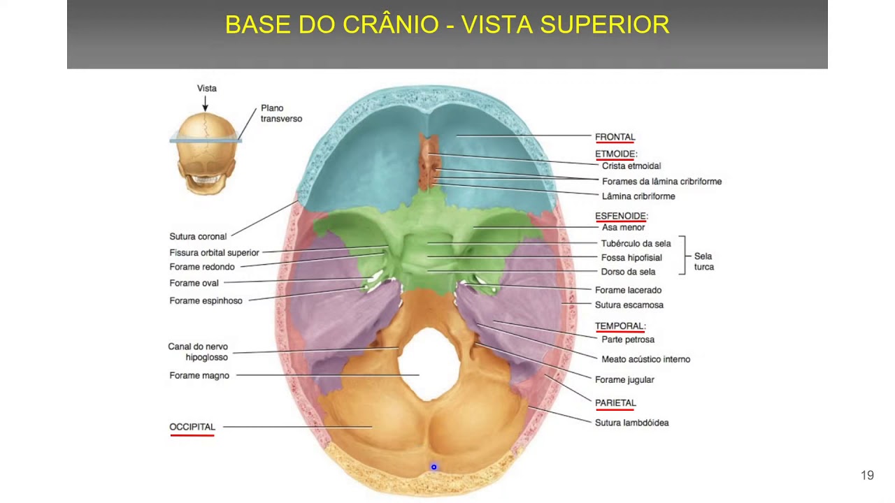 QuarentAnato UFTM - Cabeça e Pescoço 1 (Base de Crânio e Mandíbula ...