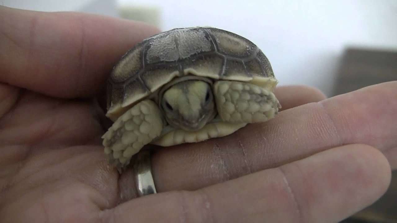 Baby Tortoise Hatching At The Zoo - YouTube