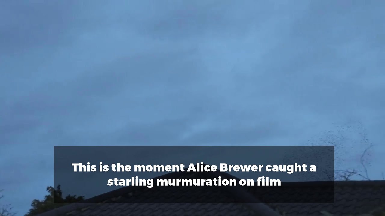Alice Brewer captures starling murmuration over Eaton Rise in Norwich ...