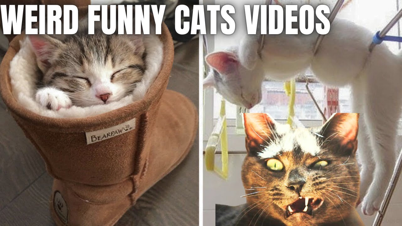 SUPER WEIRD CATS that will totally CONFUSE YOU! ----Try Not to Laugh 😻 ...