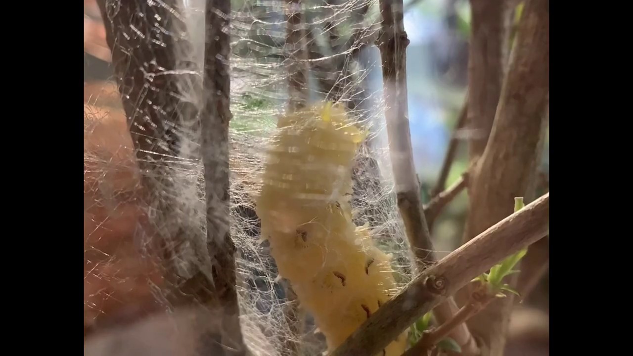 La chenille fait son cocon - YouTube