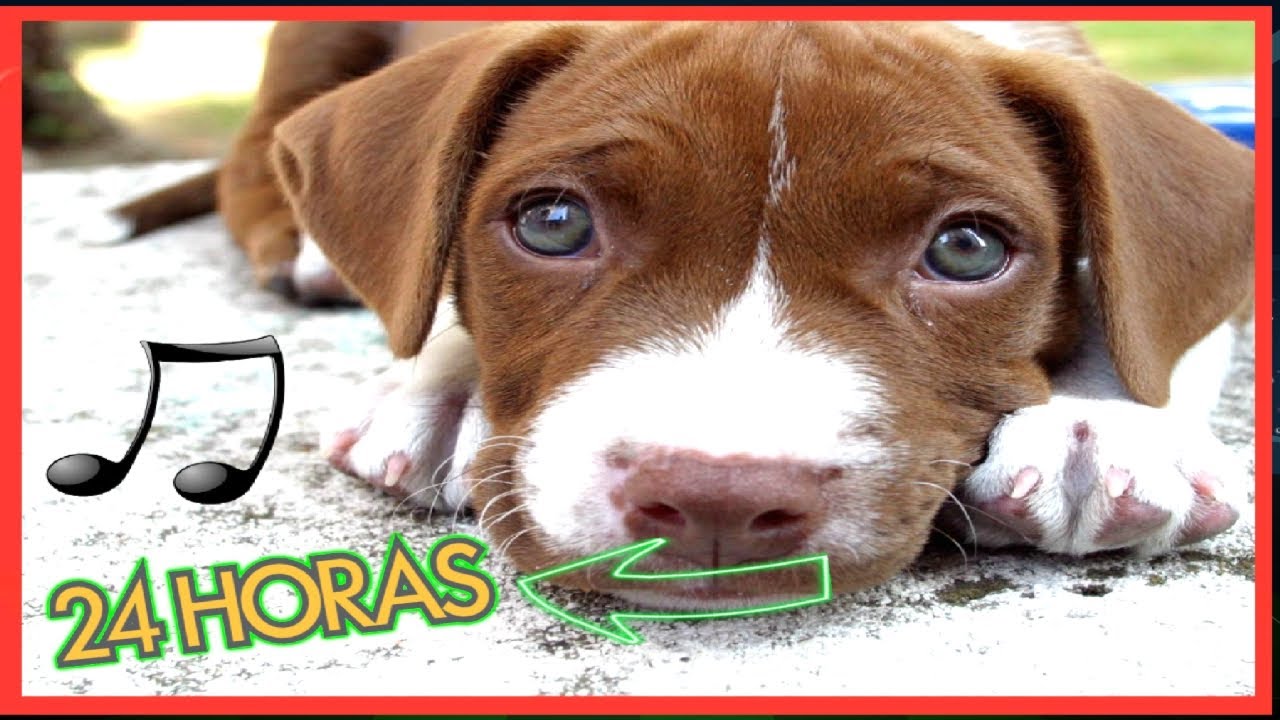 m-sicas-para-acalmar-seu-cachorro-por-24-horas-novo-musica-para