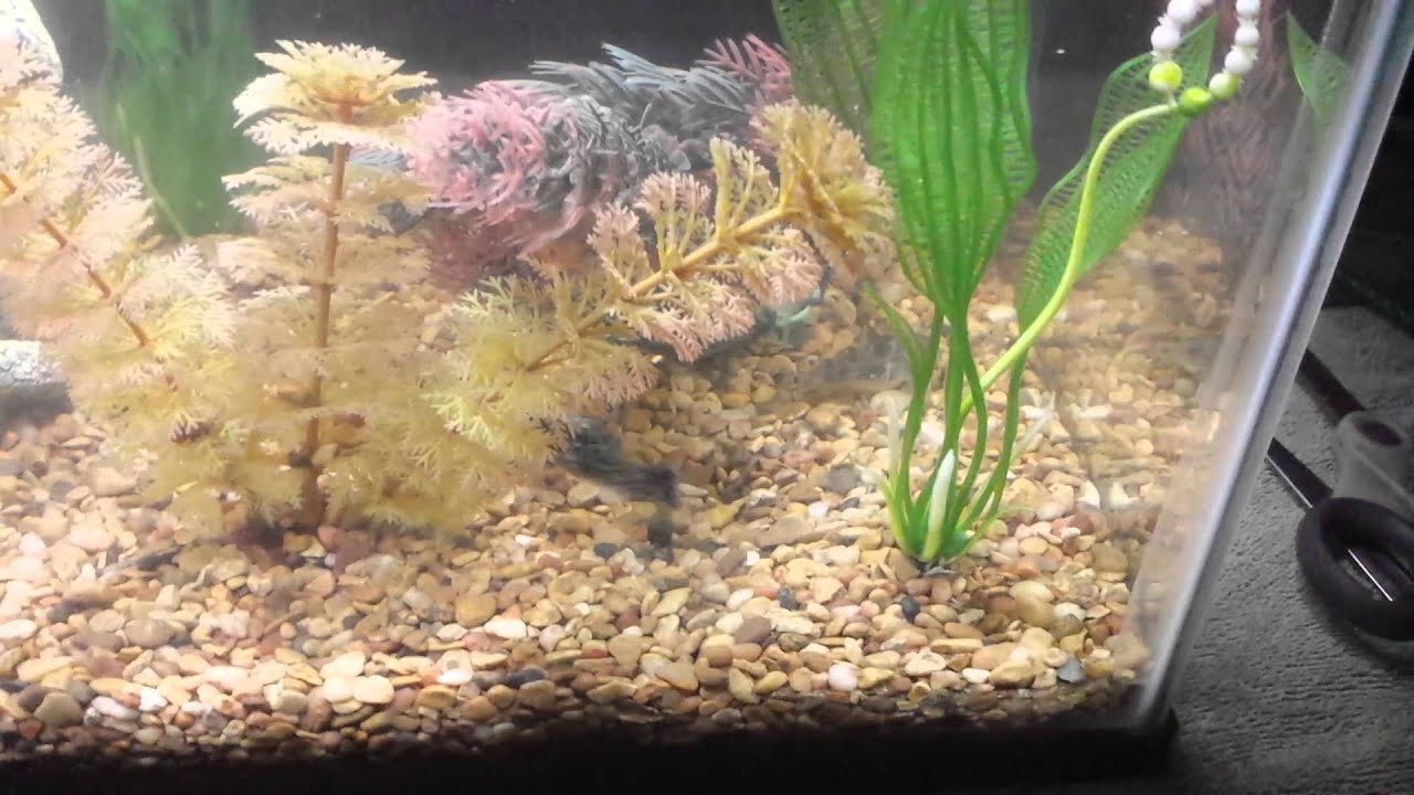 Community tank feeding - YouTube