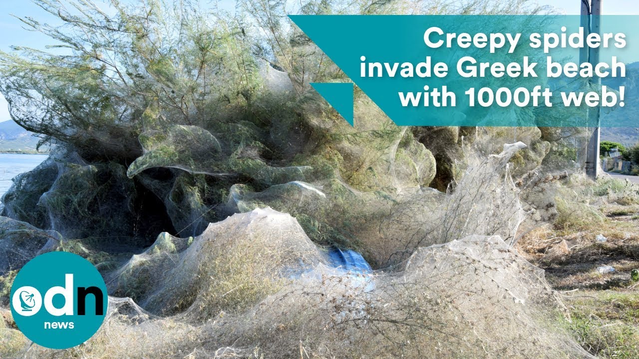 Creepy spiders invade Greek beach with 1000ft web! - YouTube