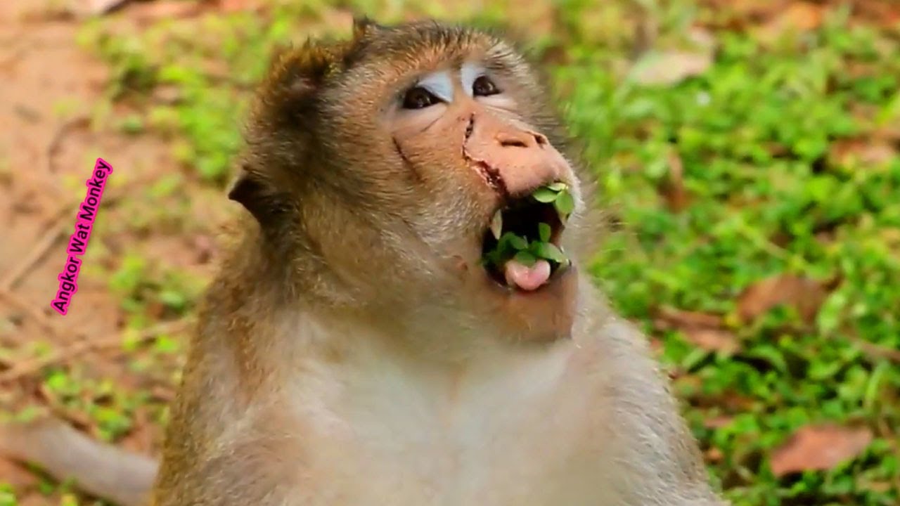 Seriously injured monkey Achap biting with each others - YouTube